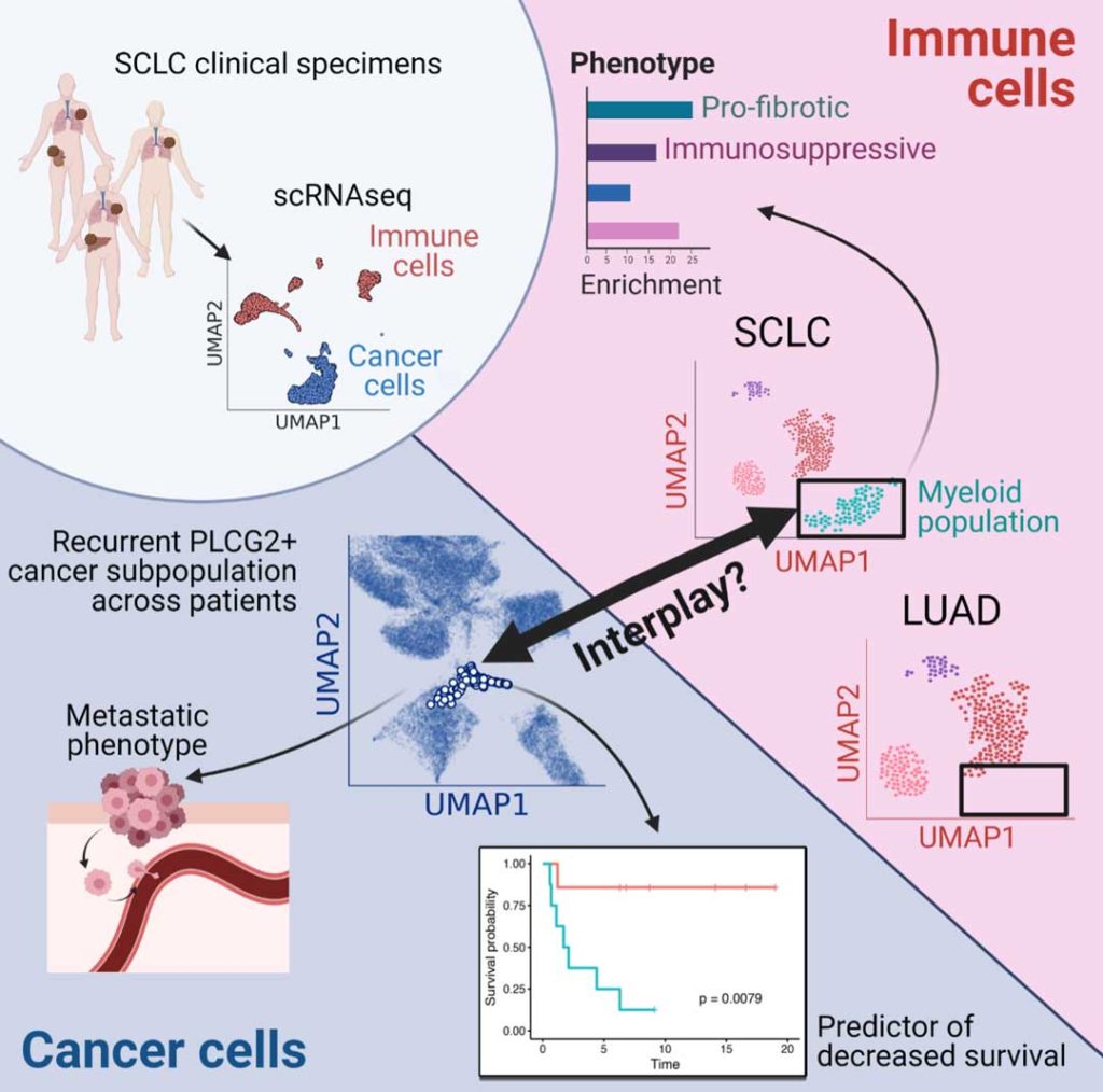 Small, High PLCG2-Expressing Intratumoral Cells May Drive Metastasis ...